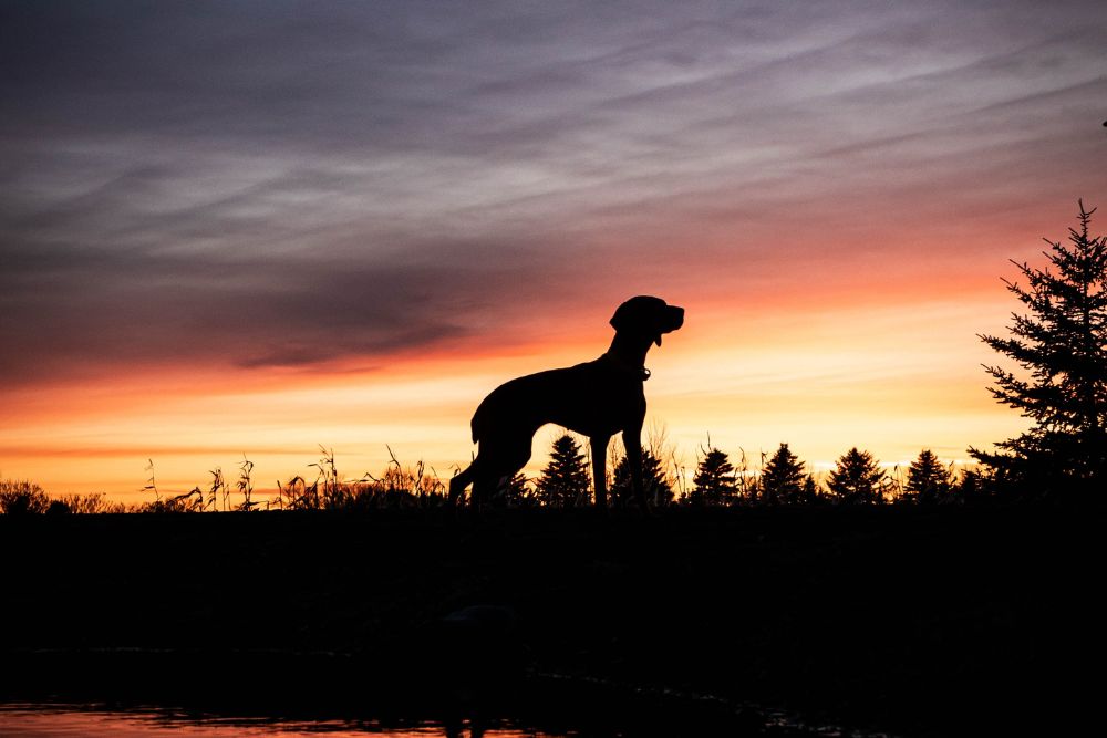 Surgical Release Forms | Midwest Veterinary Surgery